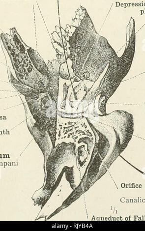 petrosquamous