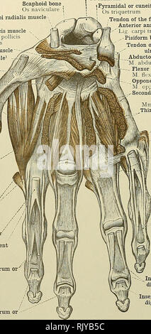 Extensor indicis muscle Stock Photo - Alamy