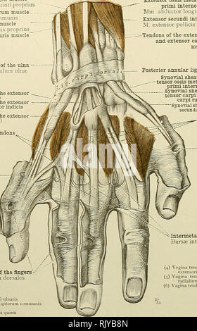 Extensor indicis muscle Stock Photo - Alamy