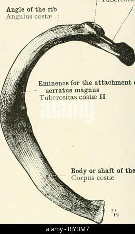 Human neck anatomy. Digitally enhanced 3D computed tomography (CT) scan ...