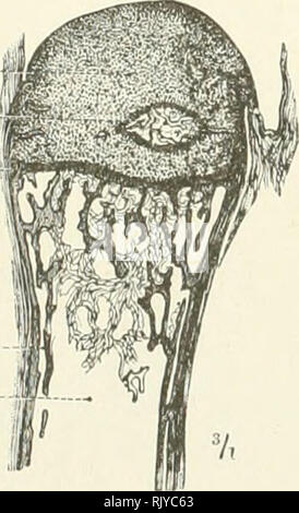 . An atlas of human anatomy for students and physicians. Anatomy. 118 ...