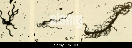. Atlas of bacterial flagellation. Bacteria. NORMAL amplitude. Fig. 1 ...
