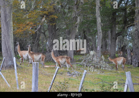 Guanacos in a Southern beech forest in Karukinka natural reserve ...