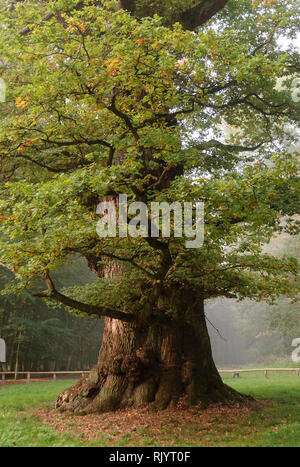 Oaktrees at Ivenack "Ivenacker Eichen" Mecklenburg-Pomerania, Germany ...