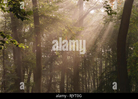 Oaktrees at Ivenack "Ivenacker Eichen" Mecklenburg-Pomerania, Germany ...