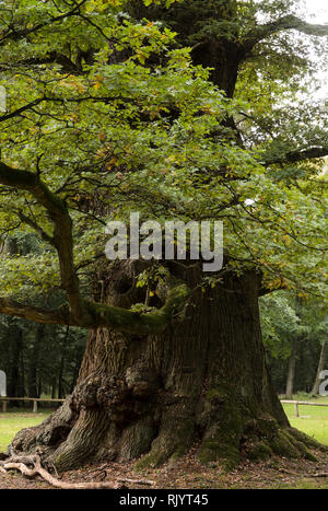Oaktrees at Ivenack "Ivenacker Eichen" Mecklenburg-Pomerania, Germany ...