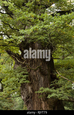Oaktrees at Ivenack "Ivenacker Eichen" Mecklenburg-Pomerania, Germany ...