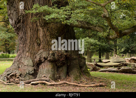 Oaktrees at Ivenack "Ivenacker Eichen" Mecklenburg-Pomerania, Germany ...