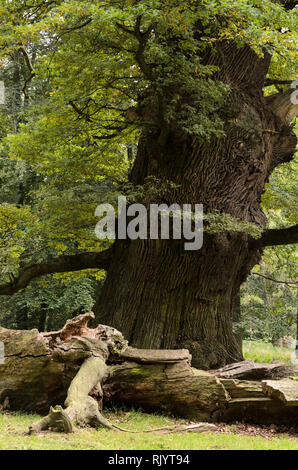 Oaktrees at Ivenack "Ivenacker Eichen" Mecklenburg-Pomerania, Germany ...