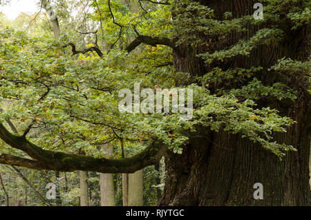Oaktrees at Ivenack "Ivenacker Eichen" Mecklenburg-Pomerania, Germany Stock Photo - Alamy
