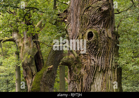 Oaktrees at Ivenack "Ivenacker Eichen" Mecklenburg-Pomerania, Germany ...