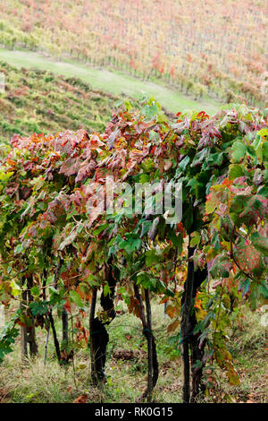 Rows of grapevines line a hillside in Napa Valley, California Stock ...