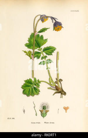 Antique Hand-Colored English Victorian Botanical Illustration, Circa ...