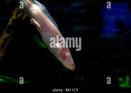 axolotl mexican salamander portrait underwater while looking at you ...