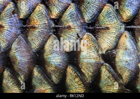 Silver carp scales background. Close-up on carp scales Stock Photo - Alamy