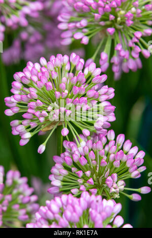 Allium (Millenium) in full flower Stock Photo - Alamy