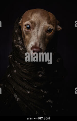 Italian Greyhound dog with Arabian Hijab. In studio with dark ...