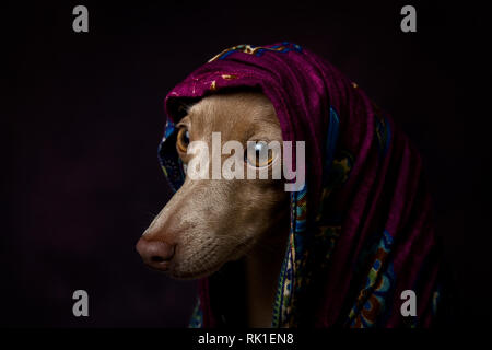 Italian Greyhound dog with Arabian Hijab. In studio with dark ...
