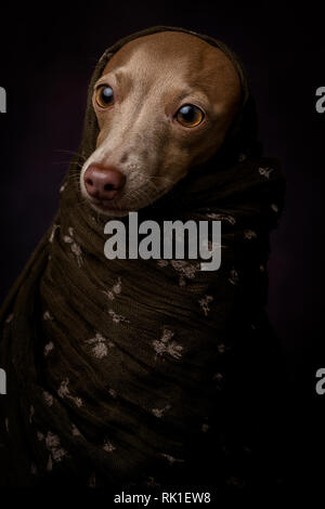 Italian Greyhound dog with Arabian Hijab. In studio with dark ...