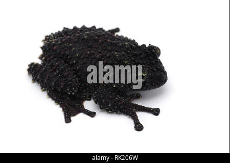 Vietnamese Mossy Frog isolated on white background Stock Photo - Alamy