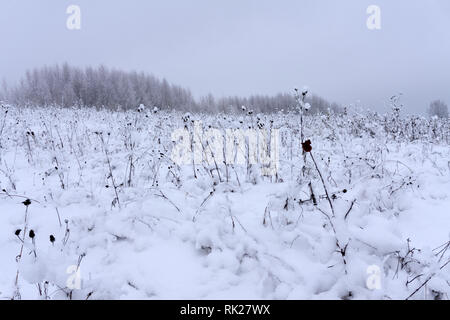 Winter scene .Frozenned flower .pine forest and sunset Stock Photo - Alamy