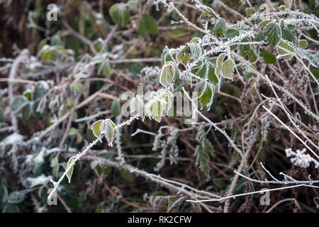 tangle of brambles Stock Photo - Alamy