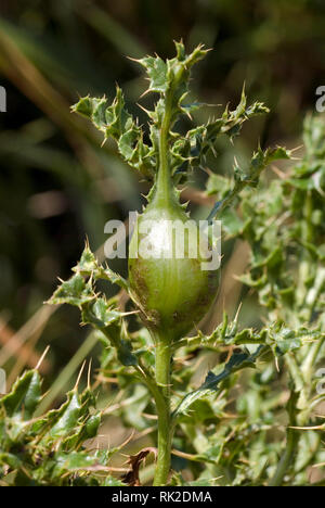 Thistle Gall on Creeping Thistle - Cirsium arvense, caused by Thistle ...