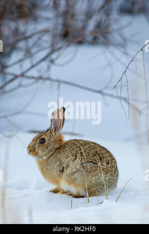 Nuttall's Cottontail Rabbit (Sylvilagus nuttallii) at Elbow Stock Photo ...