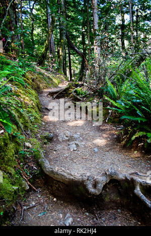 Pathway with tree roots as steps Stock Photo - Alamy