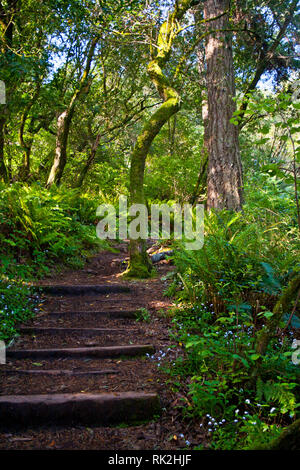 Pathway with tree roots as steps Stock Photo - Alamy