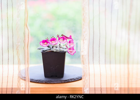 Mini sinningia flowers blooming near window in house Stock Photo - Alamy