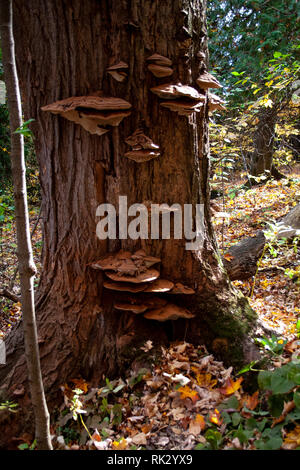 tree trunk with growths. a tree in the forest with growths, defects ...