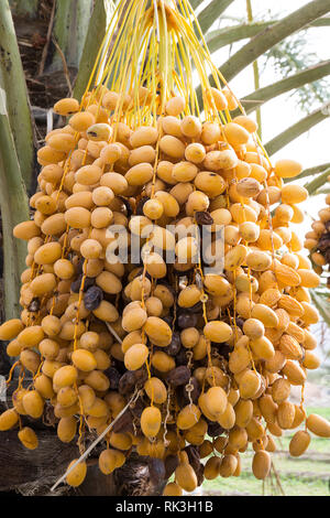 Date Palm tree with dates hanging from branches Stock Photo - Alamy