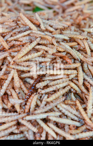Close-up edible fried worms molitors insects meal with fork suitable as ...