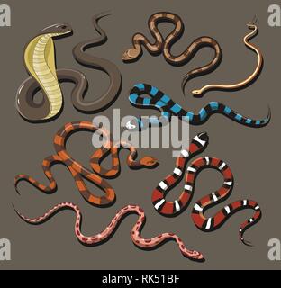 Snakes are elongated legless carnivorous reptiles of the suborder ...