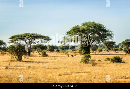 African landscape with a beautiful Acacia tree (Acacia erioloba ...