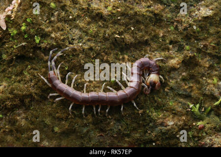 Purple Centipede with yellow head Stock Photo - Alamy
