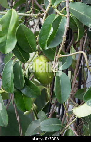 Stephanotis jasminoides, Madagascar Jasmine seed pods Stock Photo - Alamy