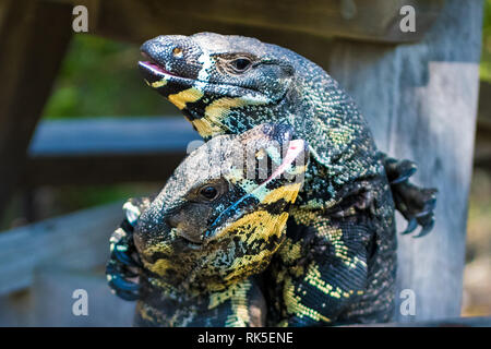 Two Australian goannas / lace monitor lizards mating in the wild at ...