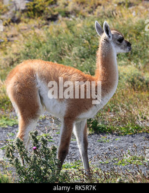 A chulengo or young guanaco, Lama guanicoe, with an adult in Sierra de ...