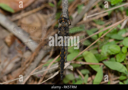 Common Baskettail (Epitheca cynosura Stock Photo - Alamy