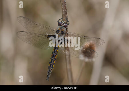 Common Baskettail, Epitheca cynosura, male Stock Photo - Alamy