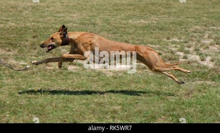greyhound running racing Stock Photo - Alamy