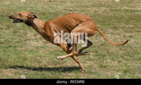 Greyhound is running, racing, hunting, chasing a rabbit Stock Photo - Alamy