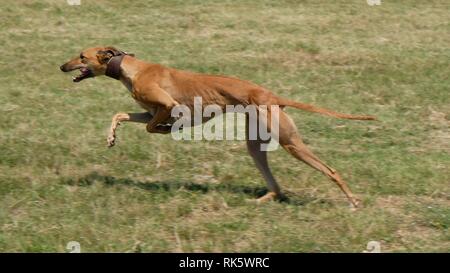 Greyhound is running, racing, hunting, chasing a rabbit Stock Photo - Alamy