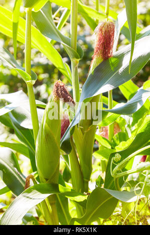 Zea mays Linn. , Sweet corn in the field Stock Photo - Alamy