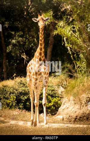 giraffe in a zoo in france Stock Photo - Alamy