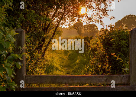 An idyllic English countryside scene at sunset; a lone tree overlooks a ...