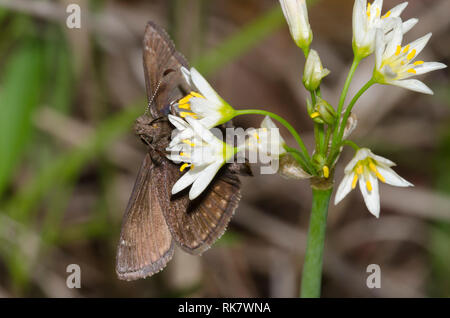 Sleepy Duskywing, Erynnis brizo, male nectaring on false garlic ...