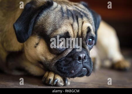lovely lonely brown pug dog be sitting on floor Stock Photo - Alamy
